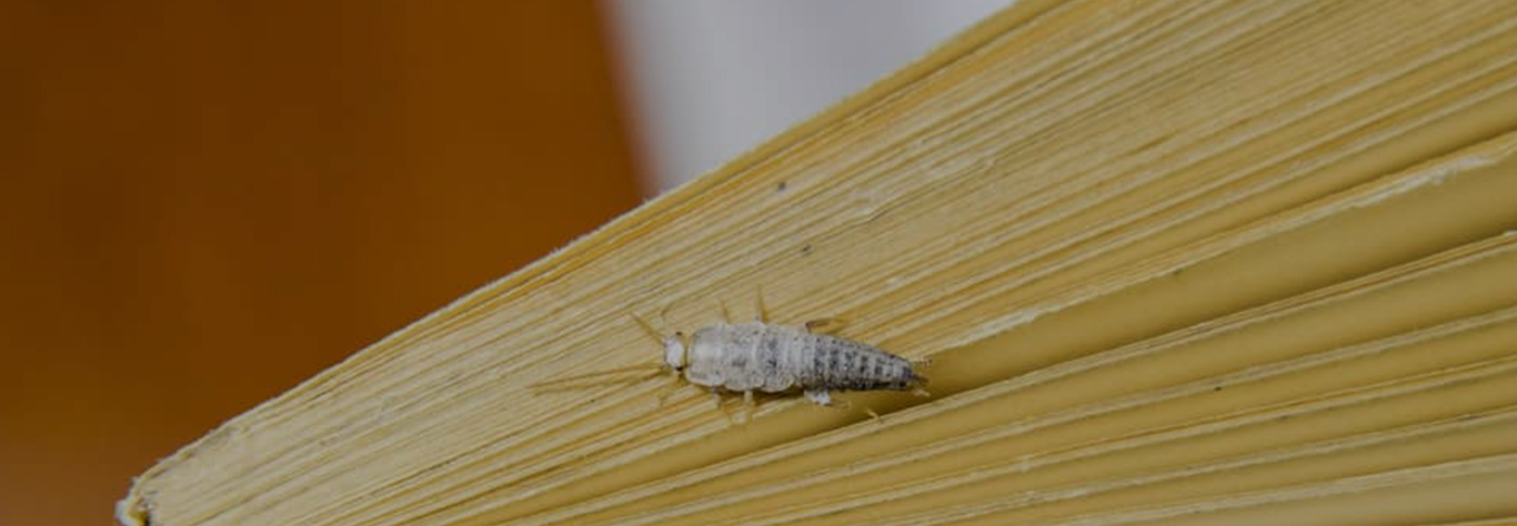 Silverfish Control Brisbane | Silverfish Removal Service Brisbane